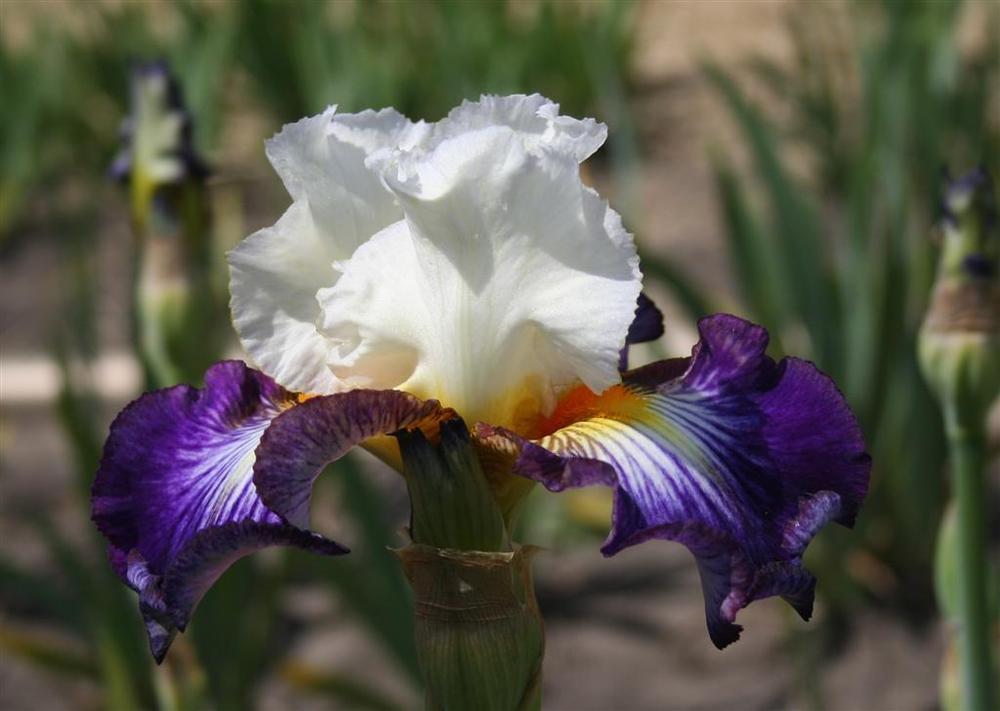 Photo of the bloom of Tall Bearded Iris (Iris 'Stage Presence') posted ...