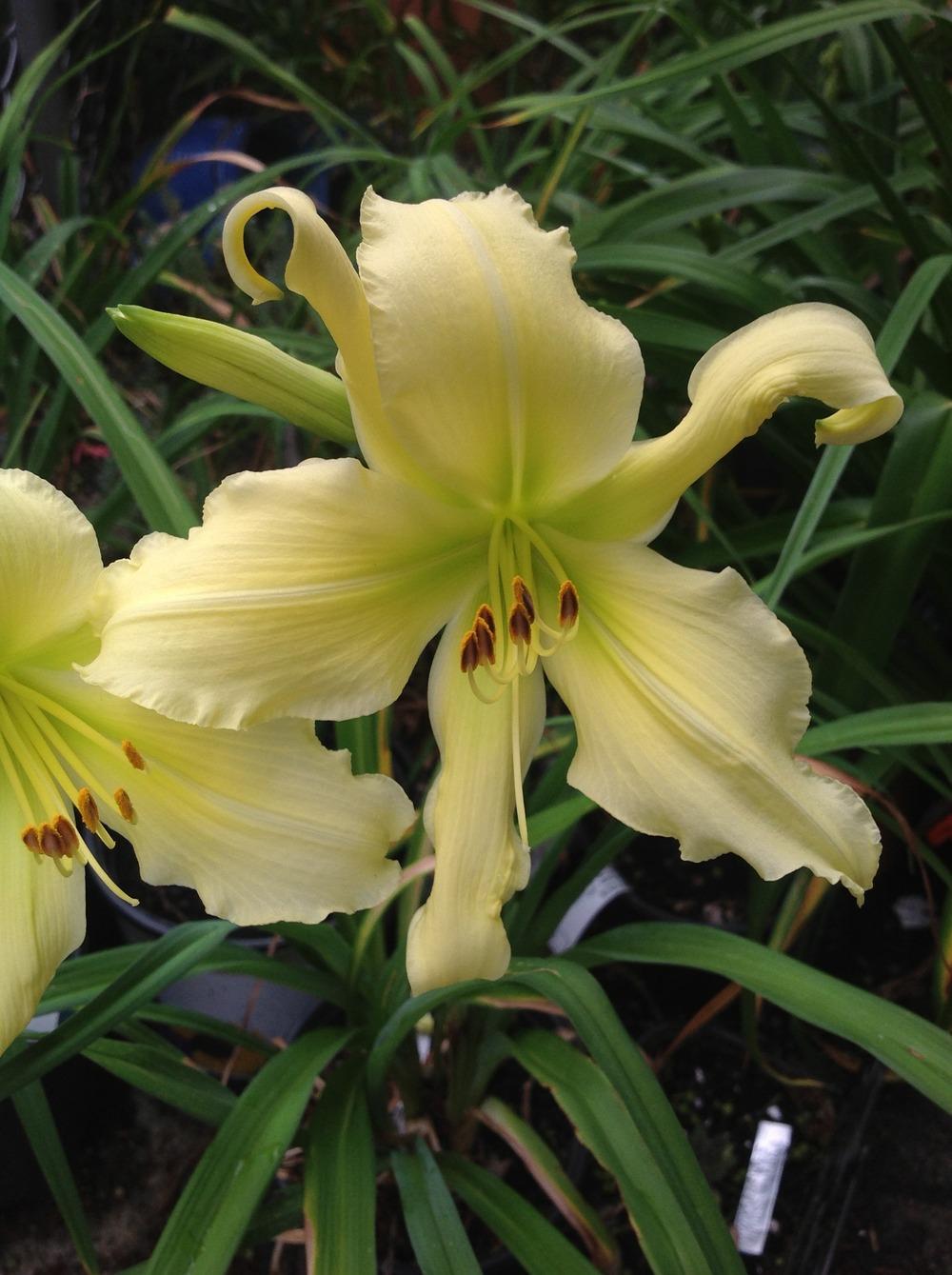 Photo of the bloom of Daylily (Hemerocallis 'Simplicity in Motion ...