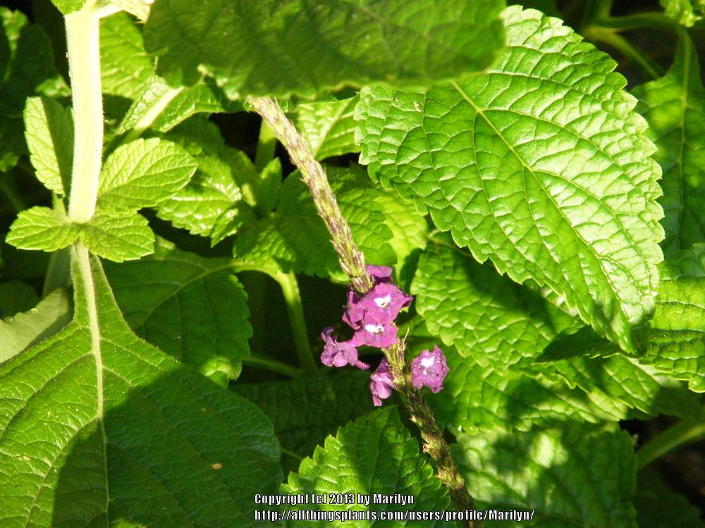 Purple Porterweed (Stachytarpheta frantzii) - Garden.org