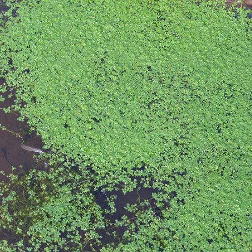 Pond Water-Starwort (Callitriche stagnalis) - Garden.org