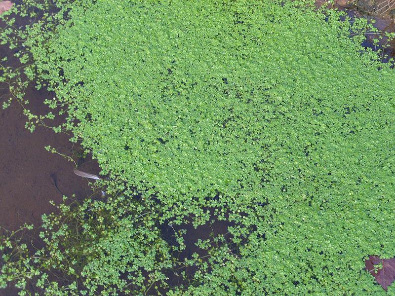 Pond Water-Starwort (Callitriche stagnalis) - Garden.org