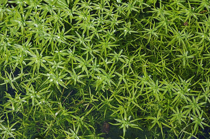 Vernal water-starwort (Callitriche palustris) - Garden.org