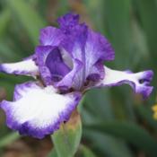 Intermediate Bearded Iris (Iris 'Cee Jay') in the Irises Database ...