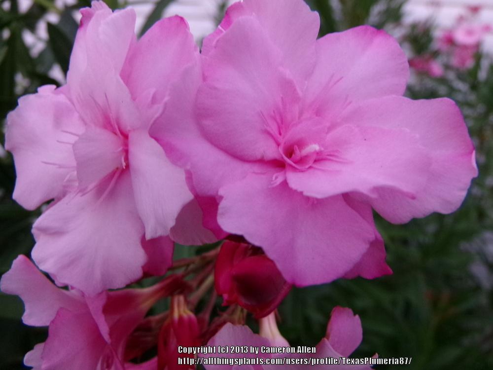 Photo of the bloom of Oleander (Nerium oleander 'Peach Blossom') posted ...