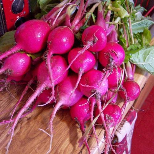 Turnip (Brassica rapa subsp. rapa 'Red Round') in the Turnips Database ...