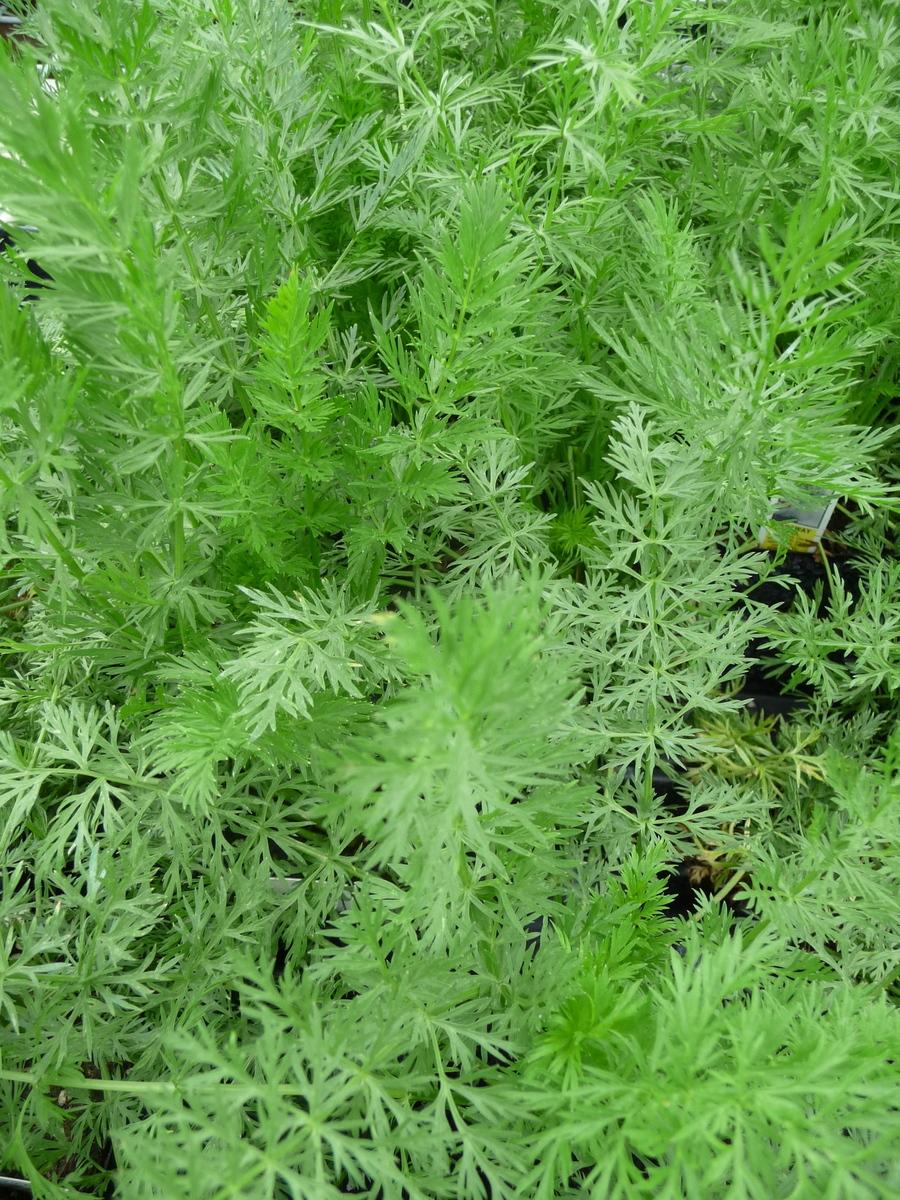 Photo of the leaves of Caraway (Carum carvi) posted by gardengus ...