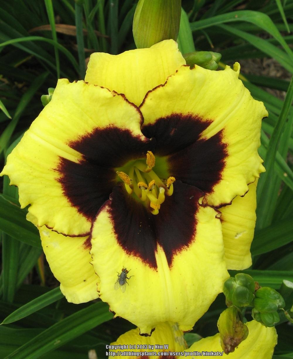 Photo of the bloom of Daylily (Hemerocallis 'Panther Eyes') posted by kimkats - Garden.org