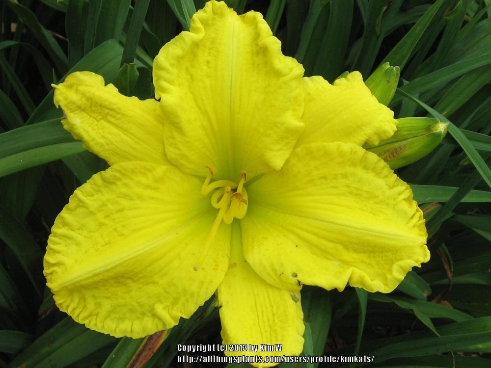 Photo of the bloom of Daylily (Hemerocallis 'Green Flash') posted by kimkats - Garden.org