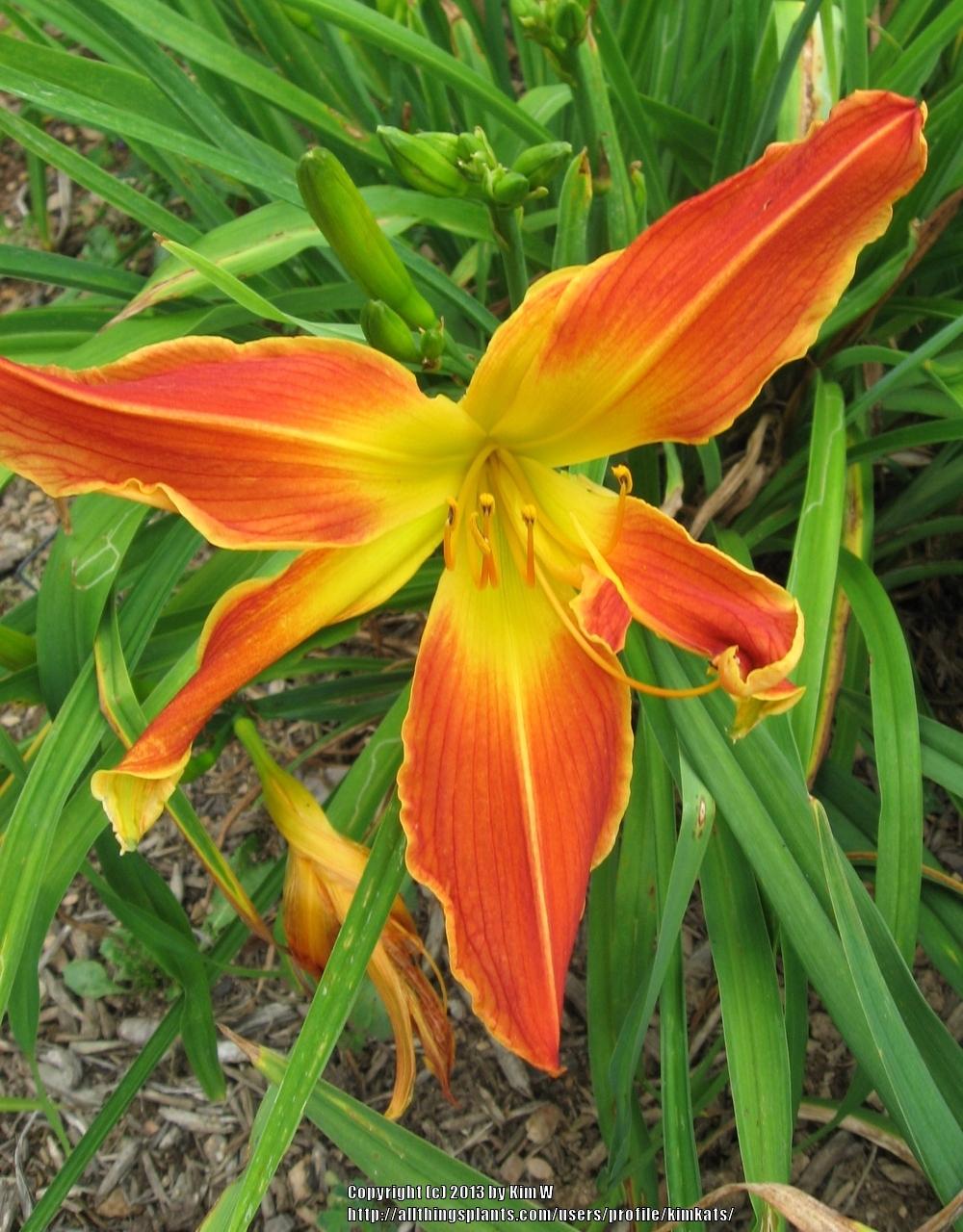 Photo of the bloom of Daylily (Hemerocallis 'Firestorm') posted by kimkats - Garden.org