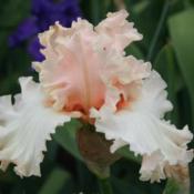 Tall Bearded Iris (Iris 'Magical') in the Irises Database - Garden.org