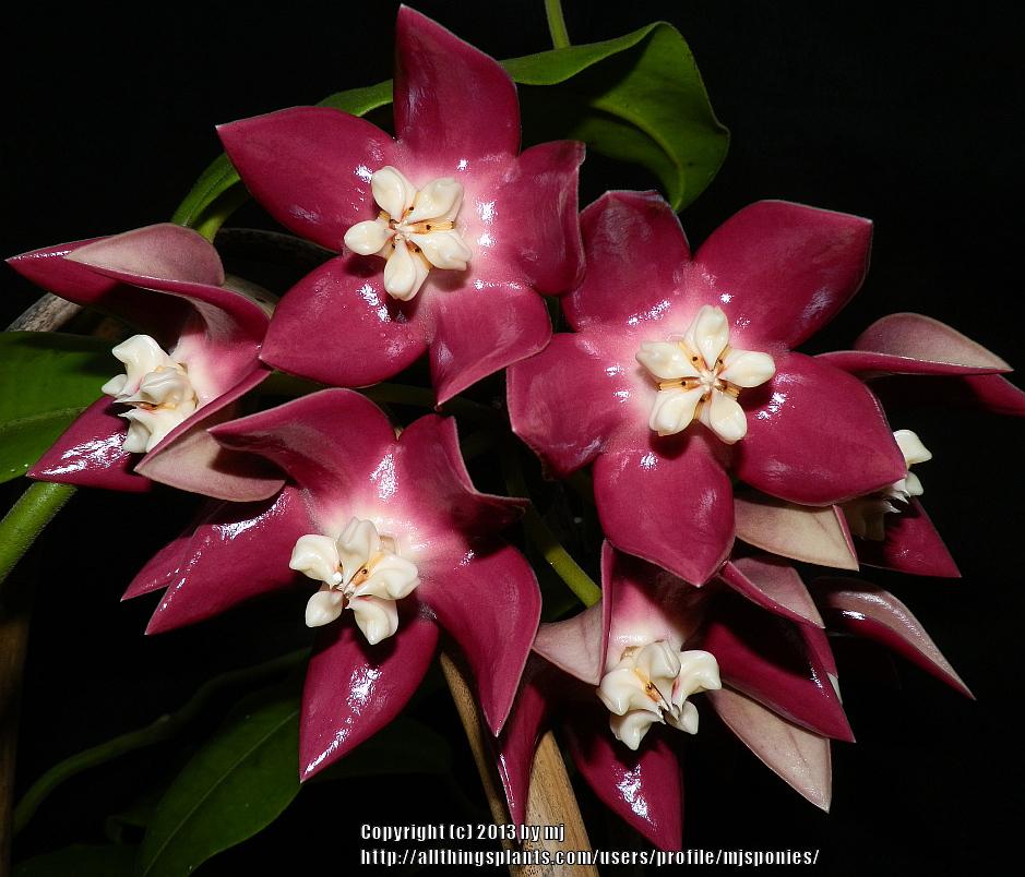 Wax Plant (Hoya imperialis) in the Hoyas Database - Garden.org