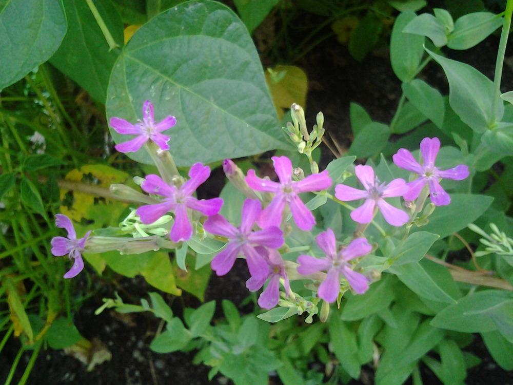 Catchfly in the Plant ID forum - Garden.org