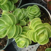 Portulaca 'Maraca' - Garden.org