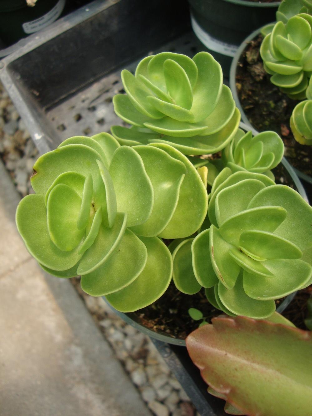 Portulaca 'Maraca' - Garden.org