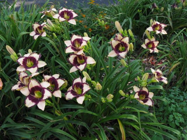 Daylily (Hemerocallis 'Bold Heritage') in the Daylilies Database - Garden.org