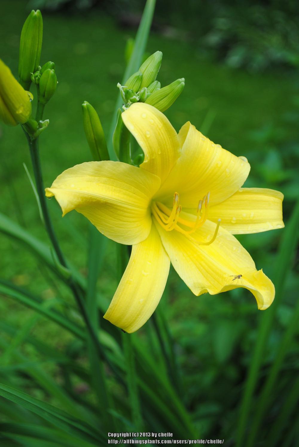Photo of the bloom of Daylily (Hemerocallis 'Hyperion') posted by ...