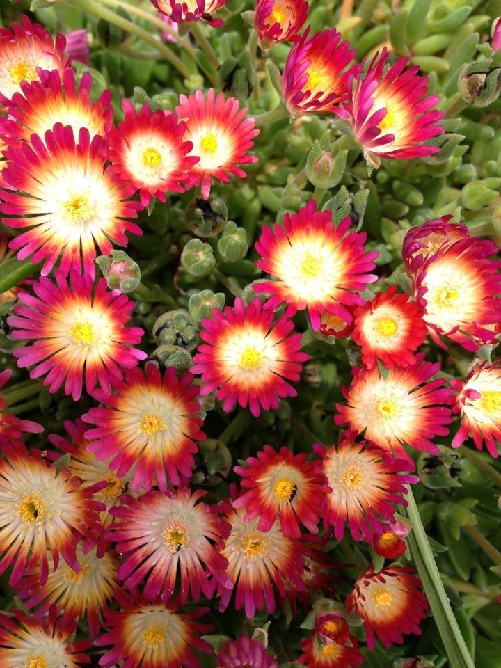 Photo of the entire plant of Ice Plant (Delosperma 'Jewel of Desert ...