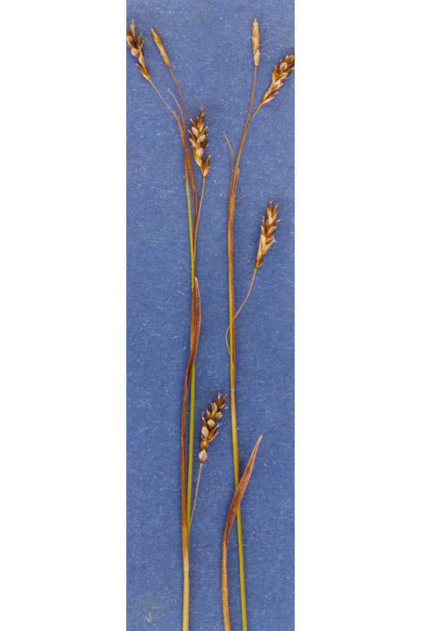 Hair-Like Sedge (Carex capillaris) in the Sedges Database - Garden.org
