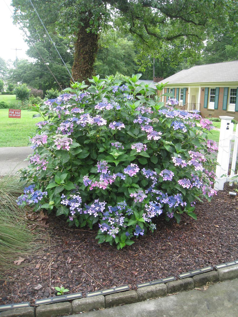 Bigleaf Hydrangea (Hydrangea macrophylla 'Claudie') in the Hydrangeas ...