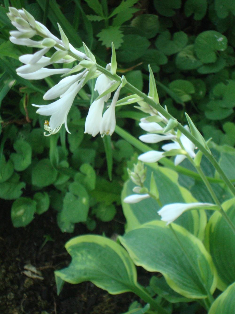 Photo of the bloom of Hosta 'Satisfaction' posted by Paul2032 - Garden.org
