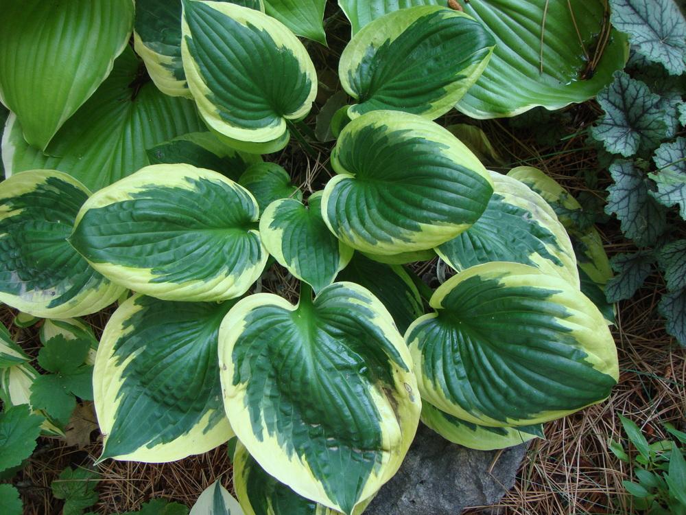 Photo of the entire plant of Hosta 'Twilight' posted by Paul2032 ...