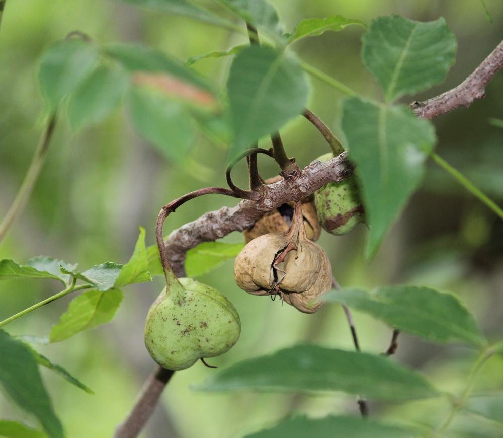 Photo of the seed pods or heads of Mexican Buckeye (Ungnadia speciosa ...