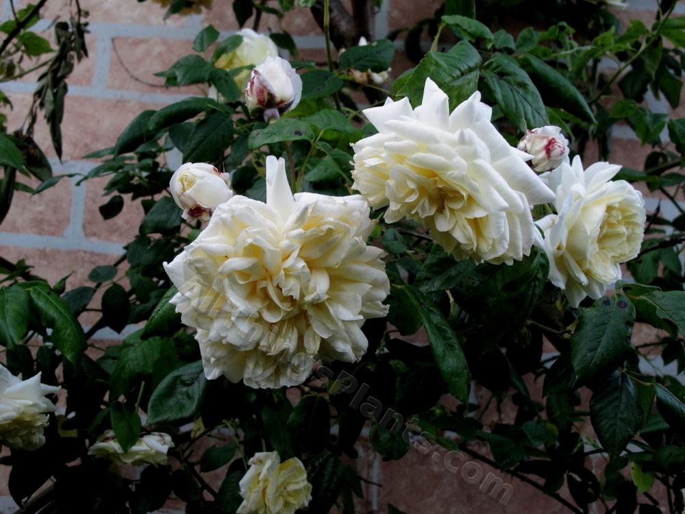 Photo of the bloom of Rose (Rosa 'Celine Forestier') posted by ...