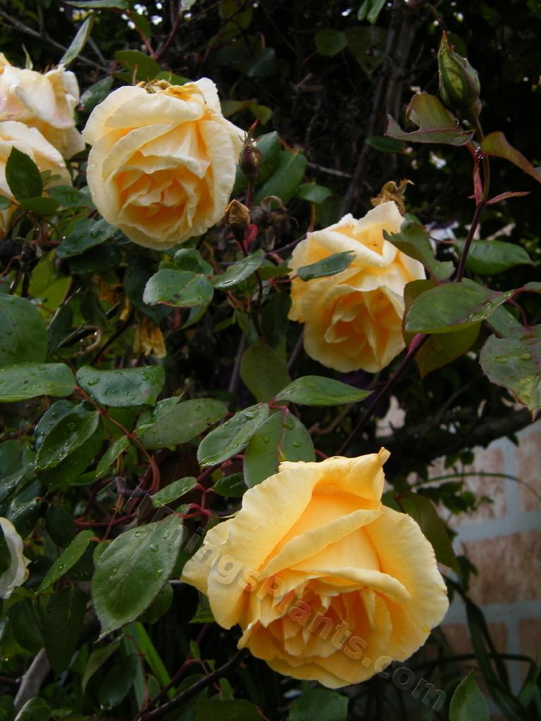 Climbing Tea Rose (Rosa 'Lady Hillingdon, Climber') in the Roses ...