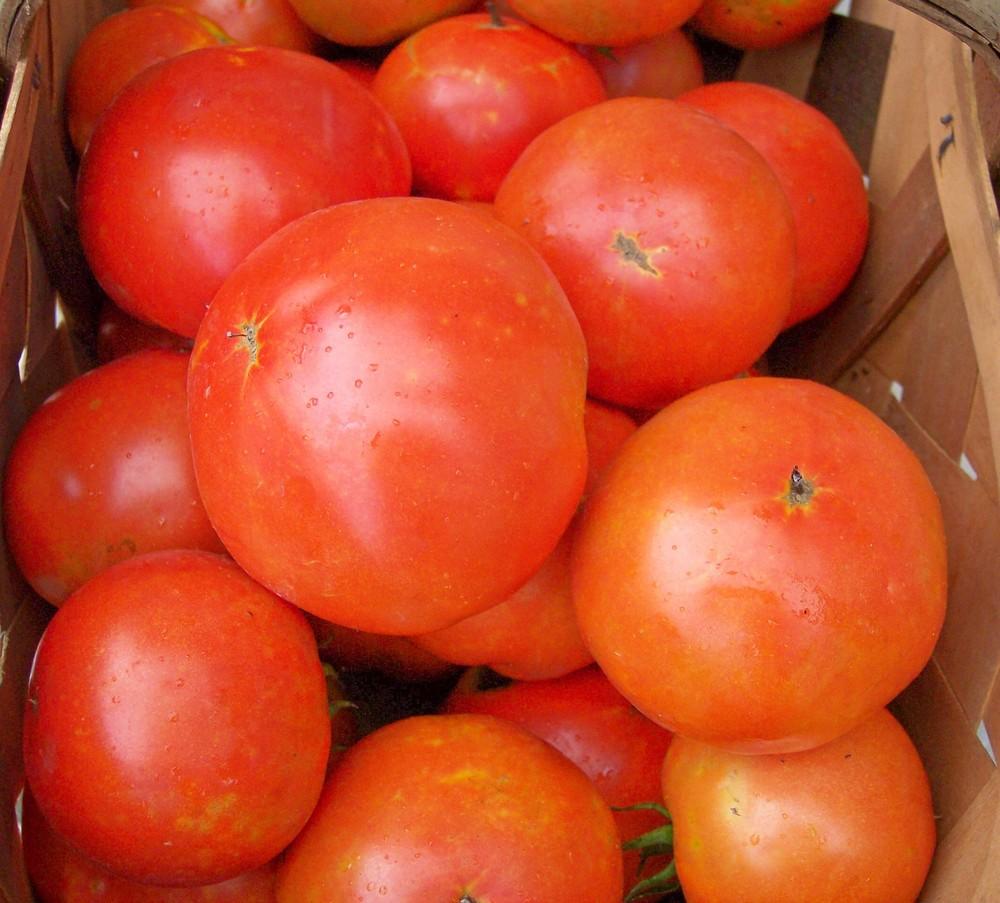 Tomato (Solanum lycopersicum 'Mountain Merit') in the Tomatoes Database ...