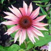 Coneflower (Echinacea 'Cheyenne Spirit') in the Coneflowers Database ...