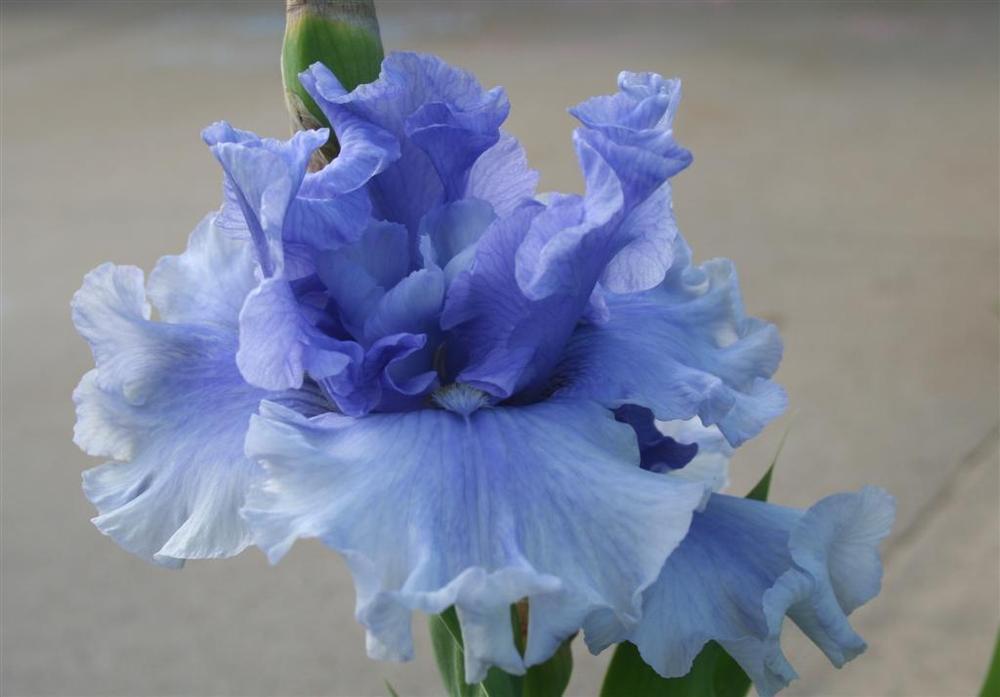 Photo of the bloom of Tall Bearded Iris (Iris 'T-Rex') posted by ...