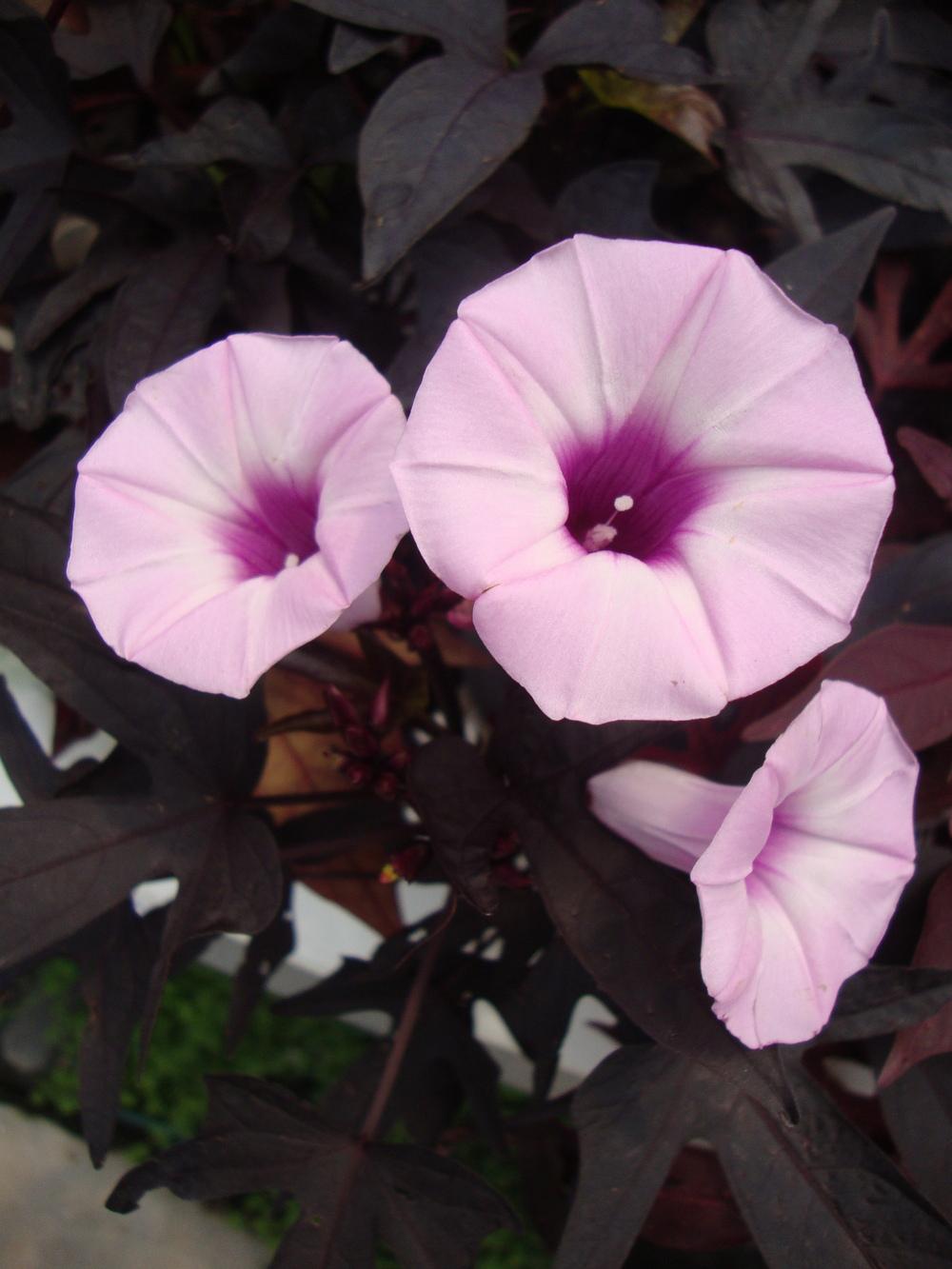 Photo of the bloom of Morning Glory (Ipomoea batatas Sweet Caroline ...