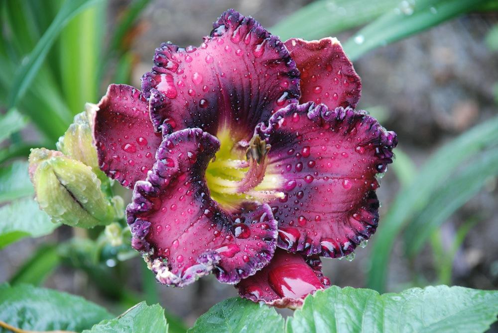Photo of the bloom of Daylily (Hemerocallis 'Very Berry Candy') posted ...