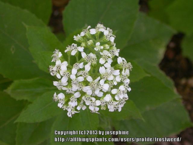 All About Frostweed (Verbesina virginica) - Garden.org