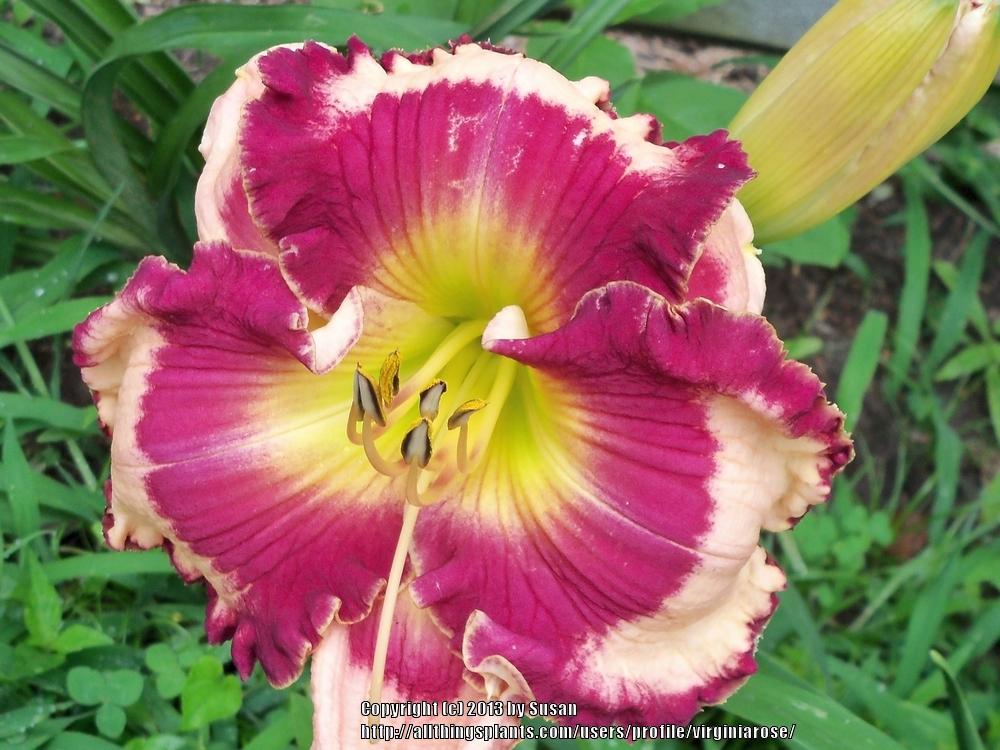 Photo of the closeup of buds, sepals and receptacles of Daylily ...
