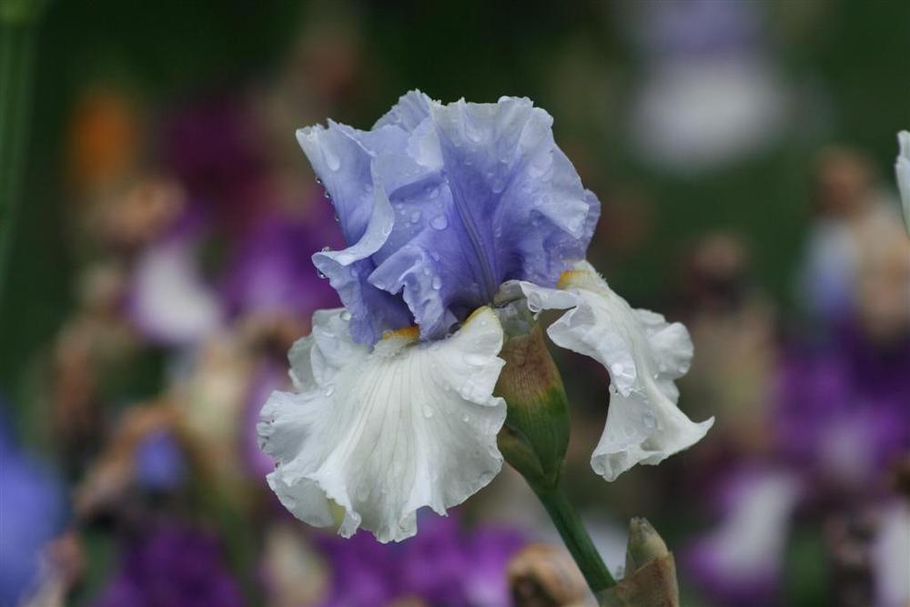 Photo of the bloom of Tall Bearded Iris (Iris 'Alpenview') posted by ...