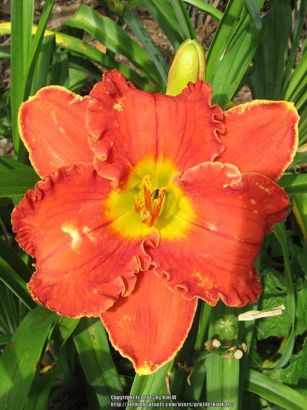 Photo of the bloom of Daylily (Hemerocallis 'Red Chile Rendezvous') posted by kimkats - Garden.org