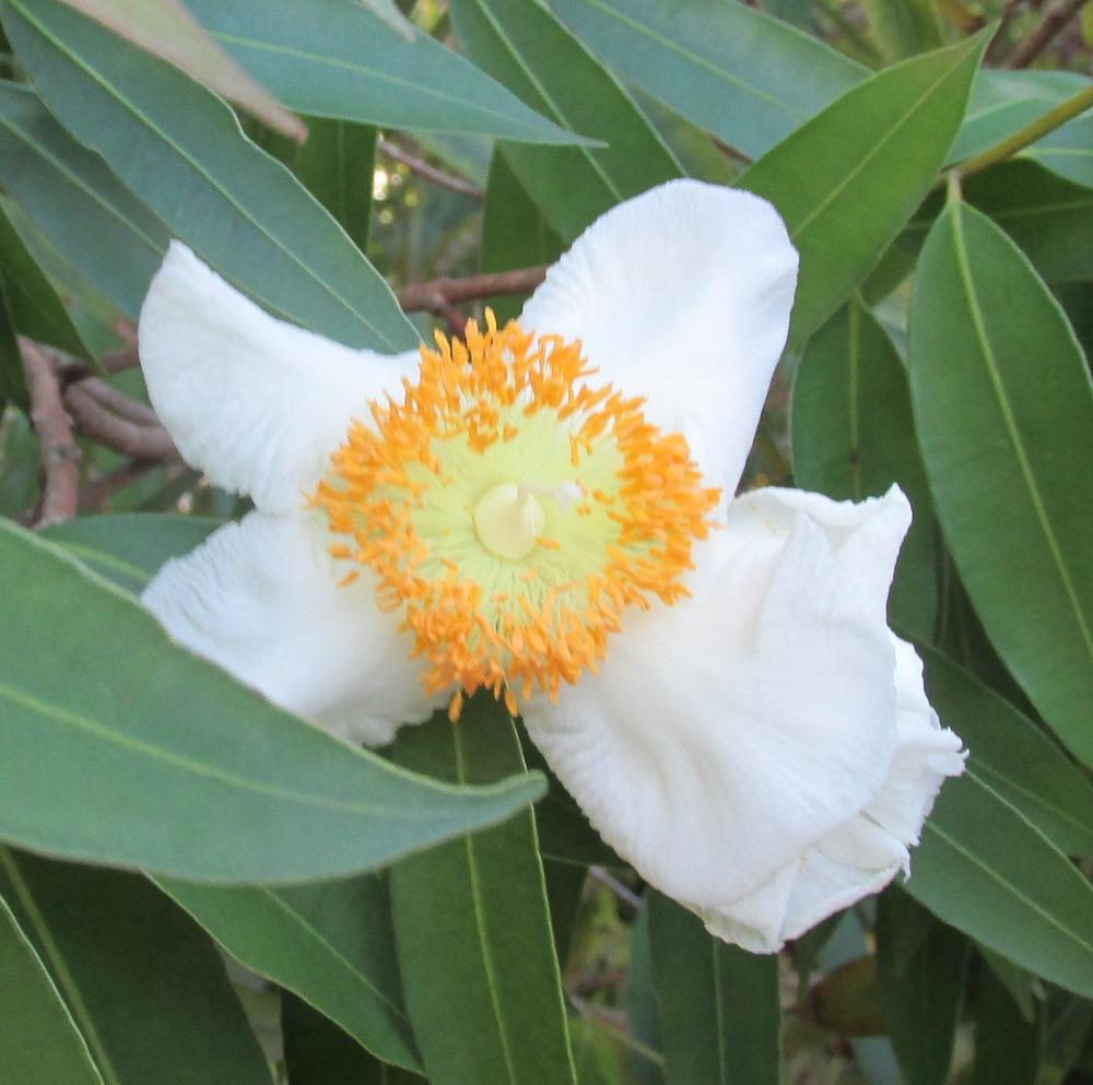 Photo of the bloom of Ceylon Ironwood (Mesua ferrea) posted by ...