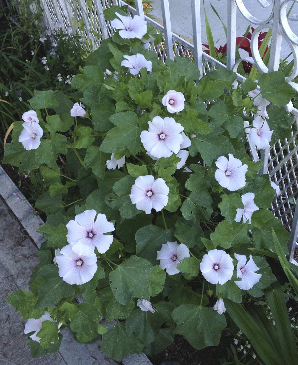 Photo of the entire plant of Annual Mallow (Malva trimestris 'Dwarf ...