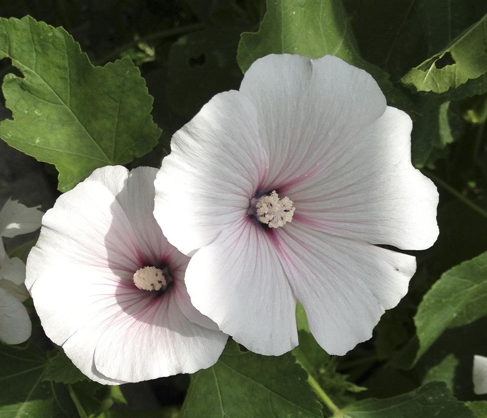Photo of the bloom of Annual Mallow (Malva trimestris 'Dwarf Pink Blush ...