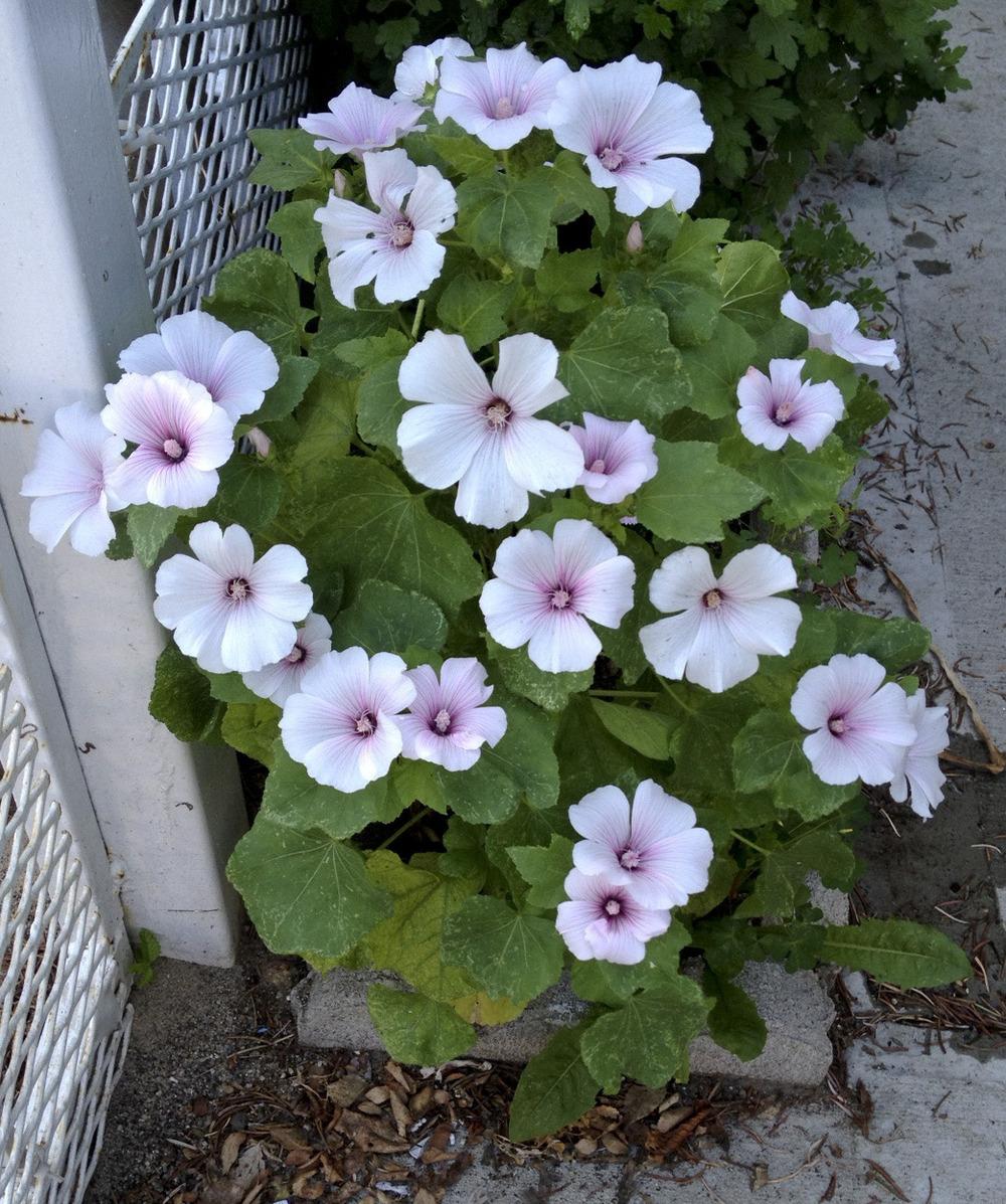 Photo of the entire plant of Annual Mallow (Malva trimestris 'Dwarf ...