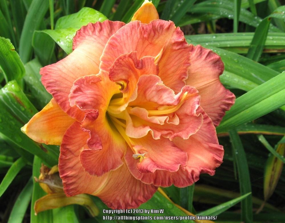 Photo of the bloom of Daylily (Hemerocallis 'Dinner and a Movie') posted by kimkats - Garden.org