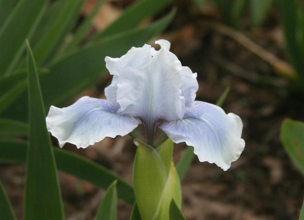 Photo of the bloom of Standard Dwarf Bearded Iris (Iris 'Bombay ...