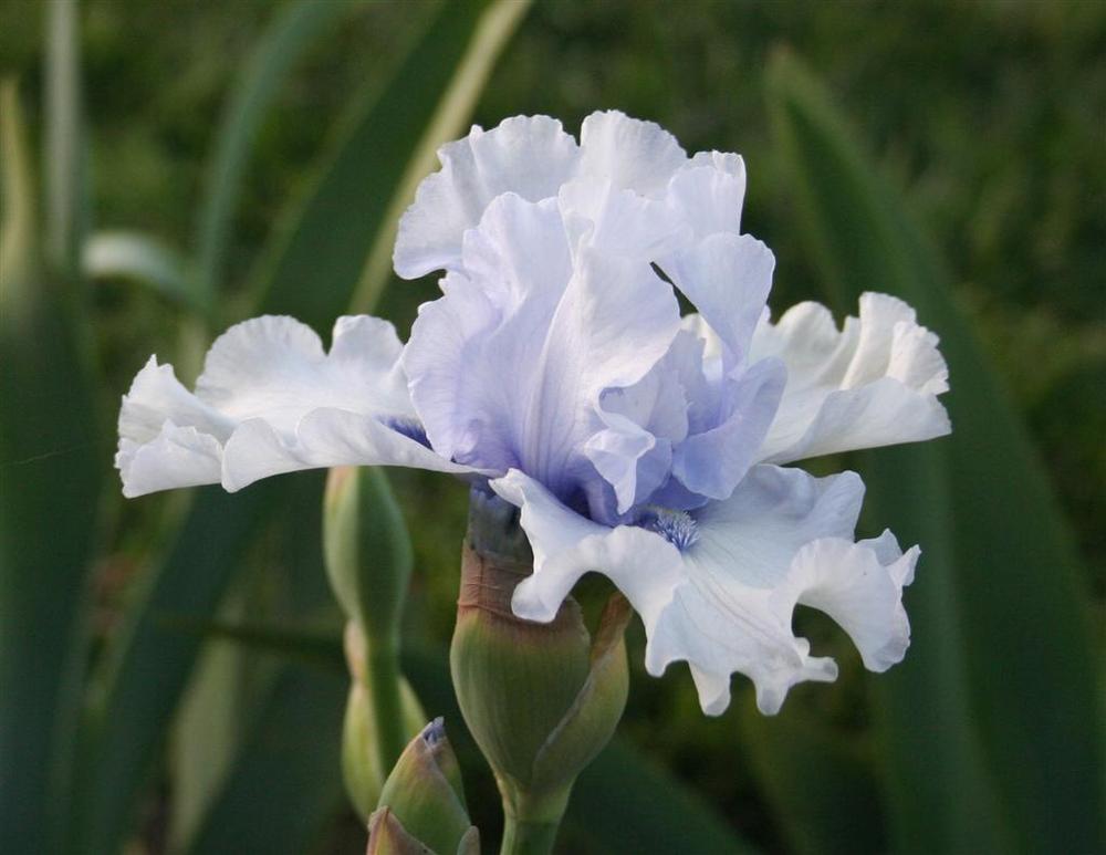 Photo of the bloom of Tall Bearded Iris (Iris 'Blue Trill') posted by ...