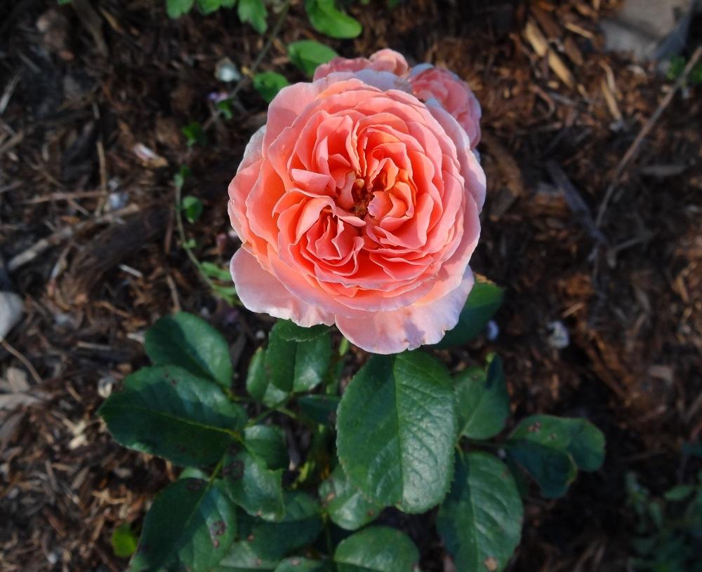 Rose (Rosa 'Tatton') in the Roses Database - Garden.org