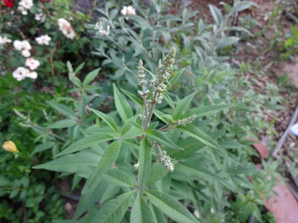 Photo of the closeup of buds, sepals and receptacles of Chaste Tree ...