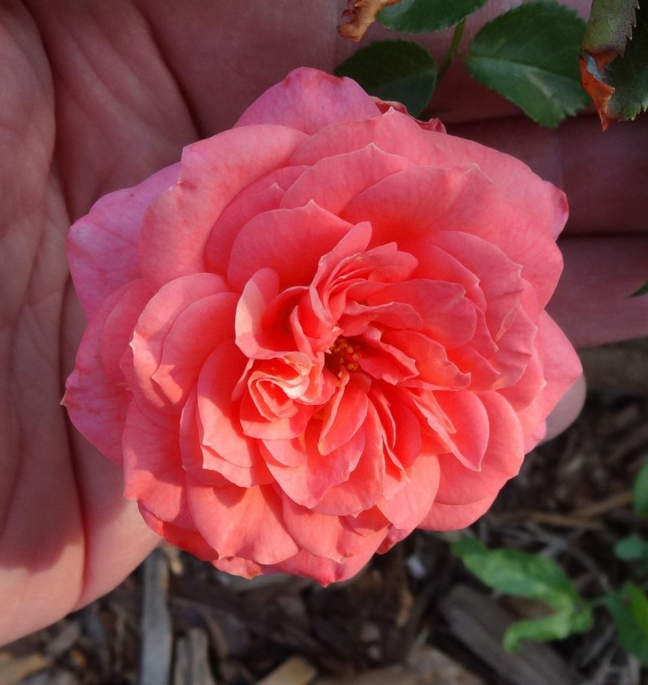 Photo of the bloom of Rose (Rosa 'Summer Sun') posted by Skiekitty ...