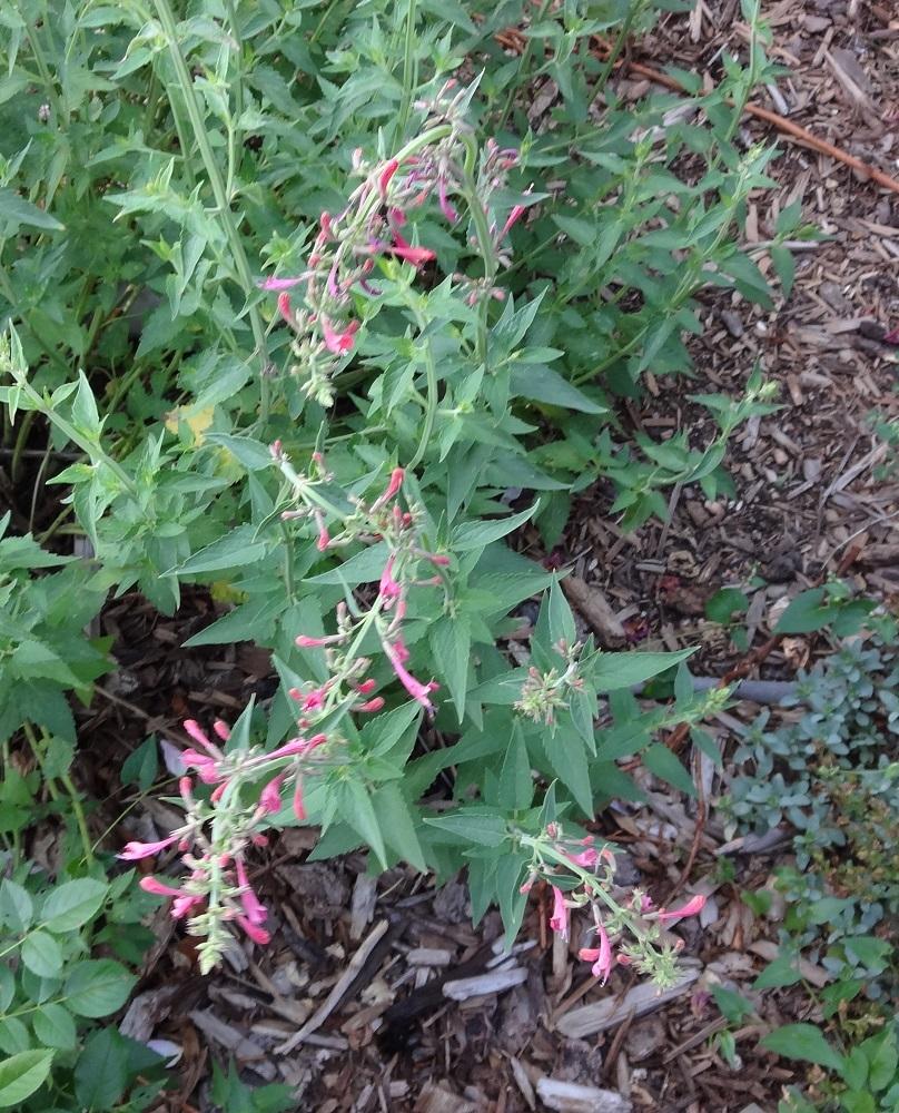 Photo of the entire plant of Giant Hyssop (Agastache 'Raspberry Summer ...