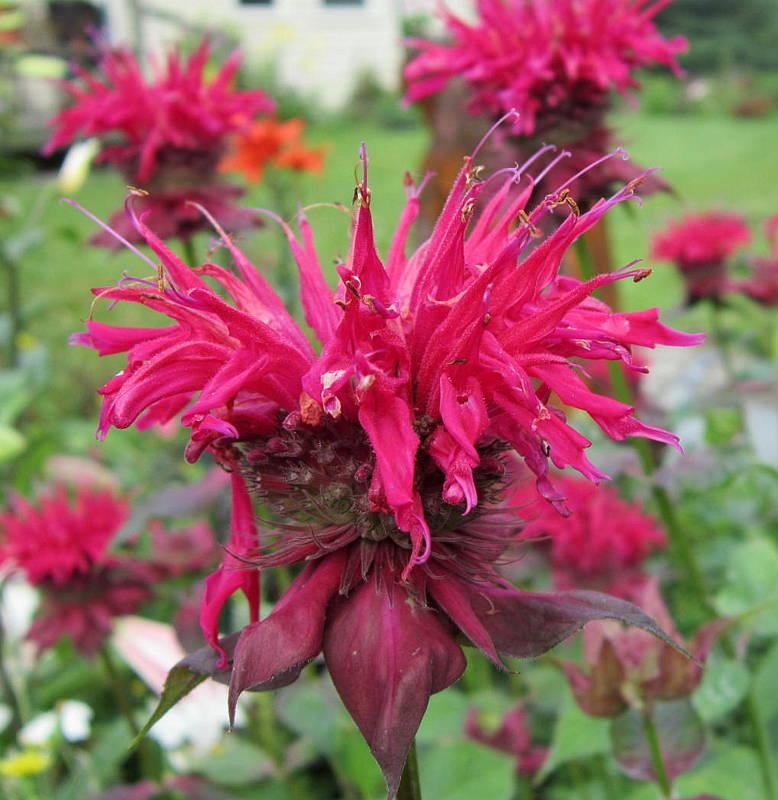 Photo of the bloom of Bee Balm (Monarda didyma 'Raspberry Wine') posted ...