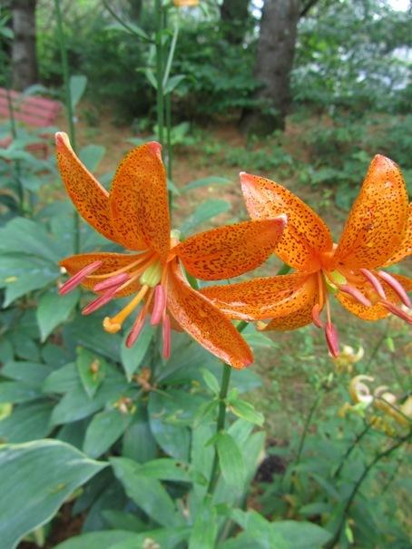 Lily (Lilium 'Nepera') in the Lilies Database - Garden.org